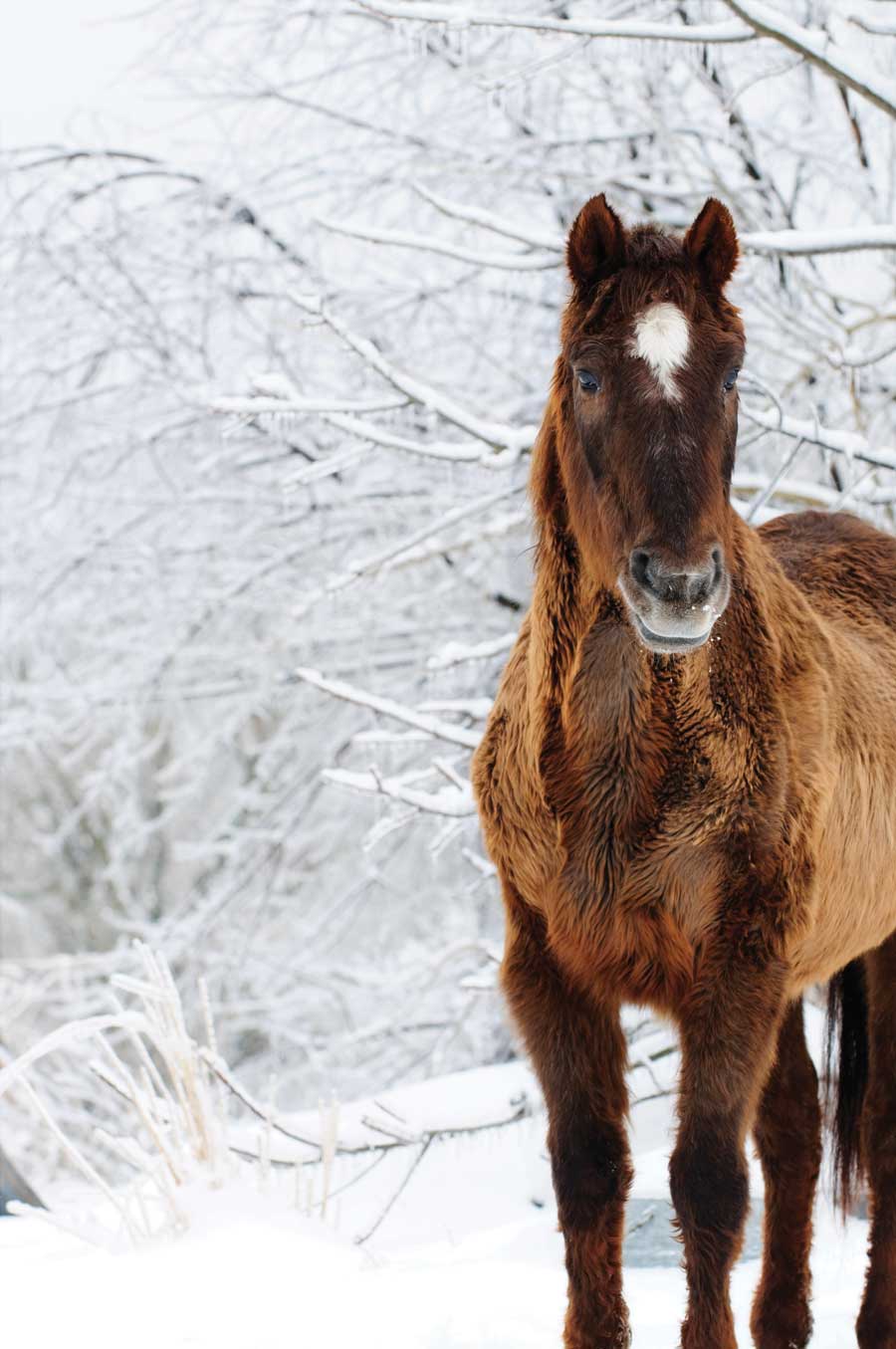 Winter Ice Safety Tips - Grit